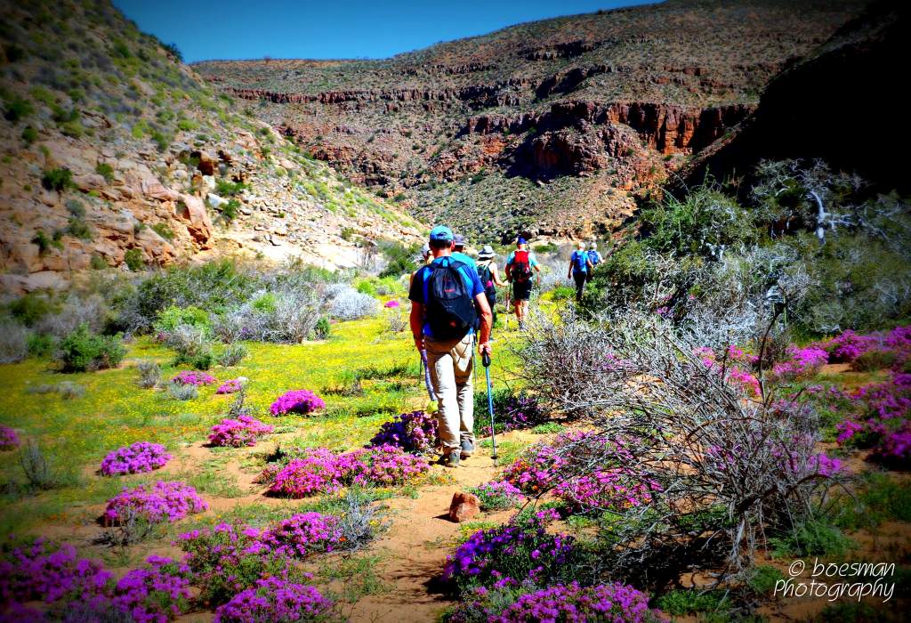 Namaqua Flower Hike Tour | 2026 | Running Races in Springbok | Racepass